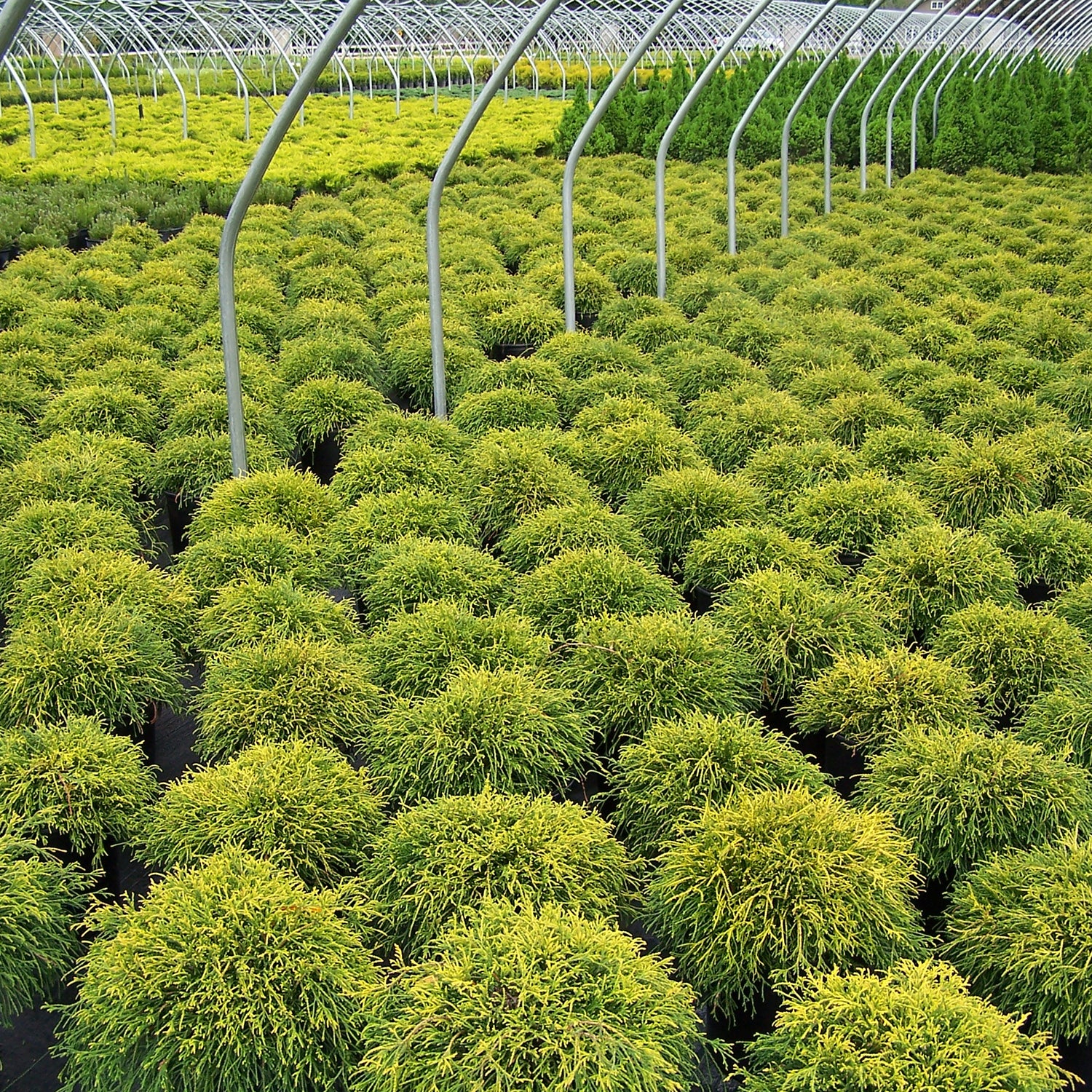Connon Nurseries Inc – Connon Nurseries Inc.