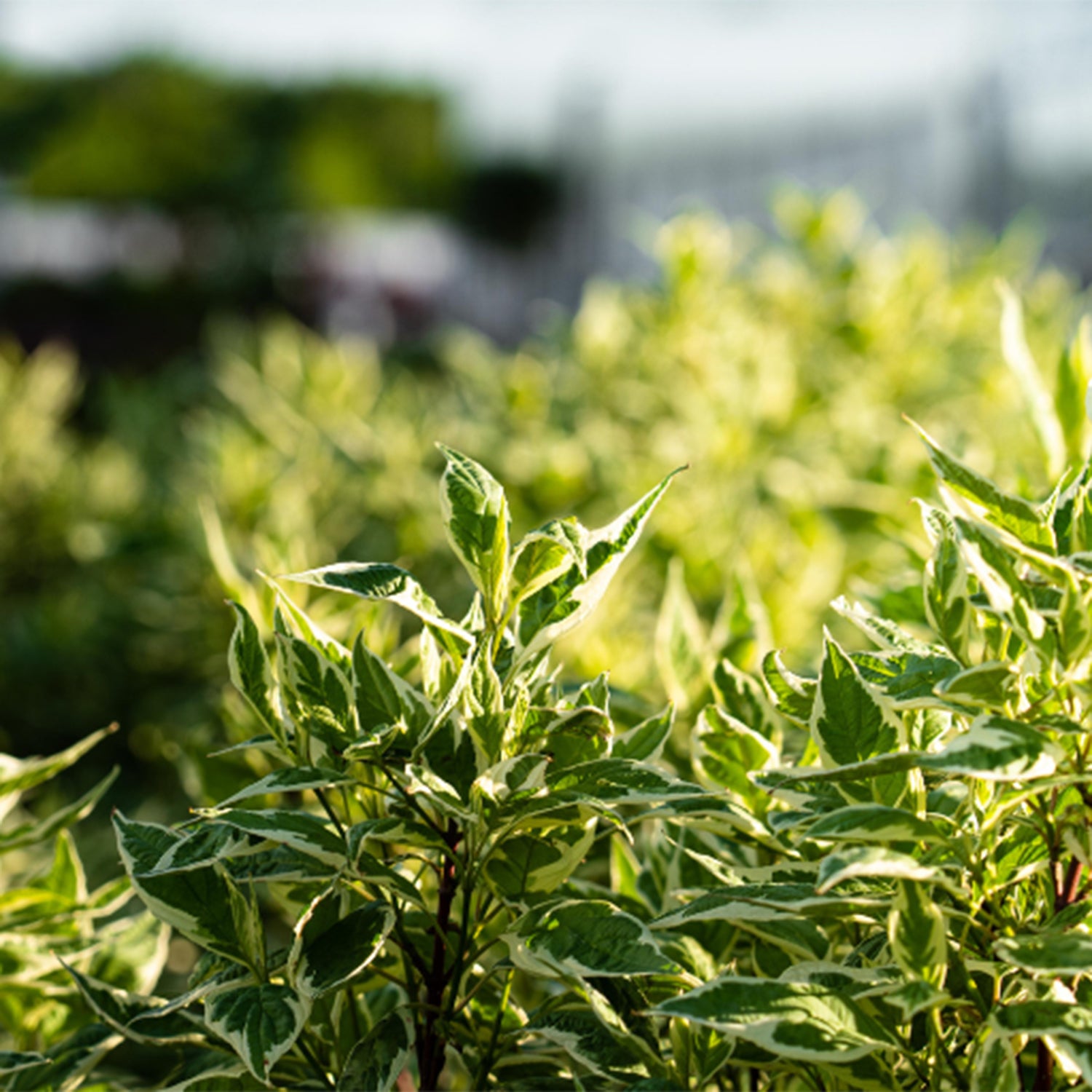 Save On Featured Plants! – Connon Nurseries Inc.