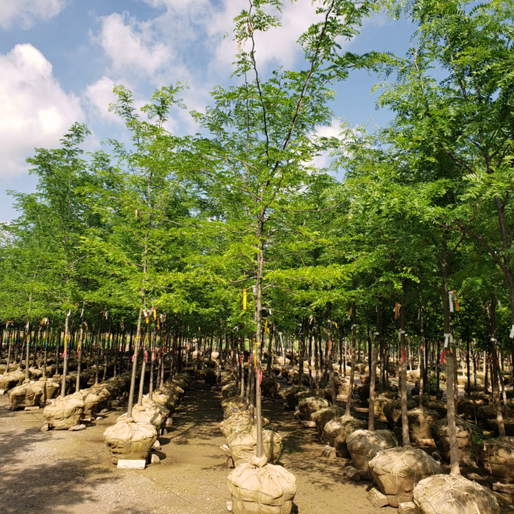 Collections – Connon Nurseries Inc.