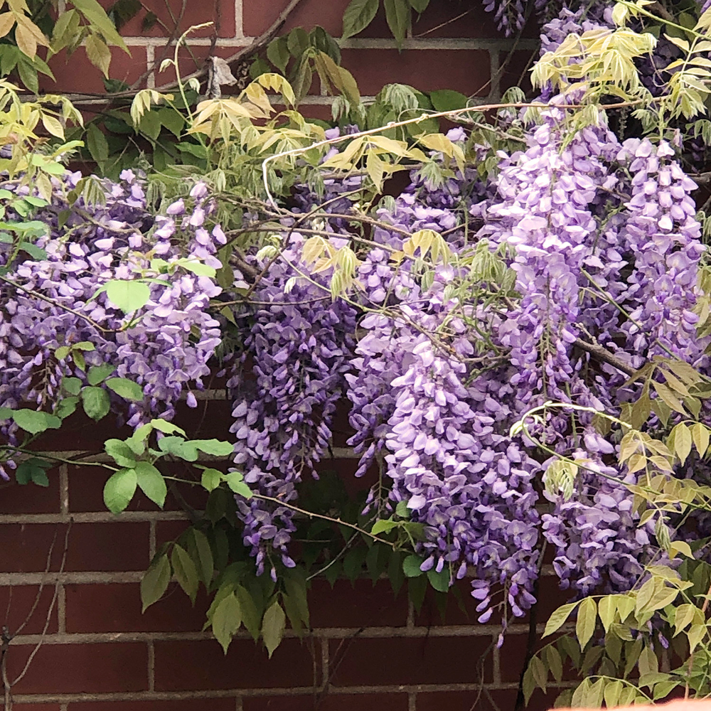 Collections – Connon Nurseries Inc.