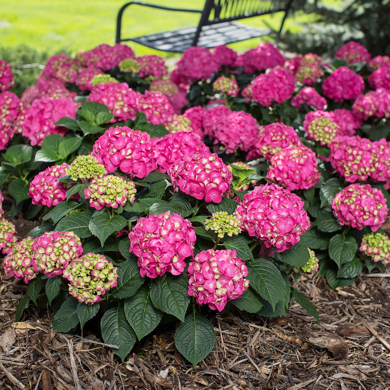 Hydrangea summer crush store