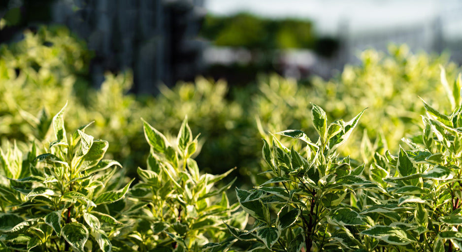 Connon Nurseries Inc – Connon Nurseries Inc.
