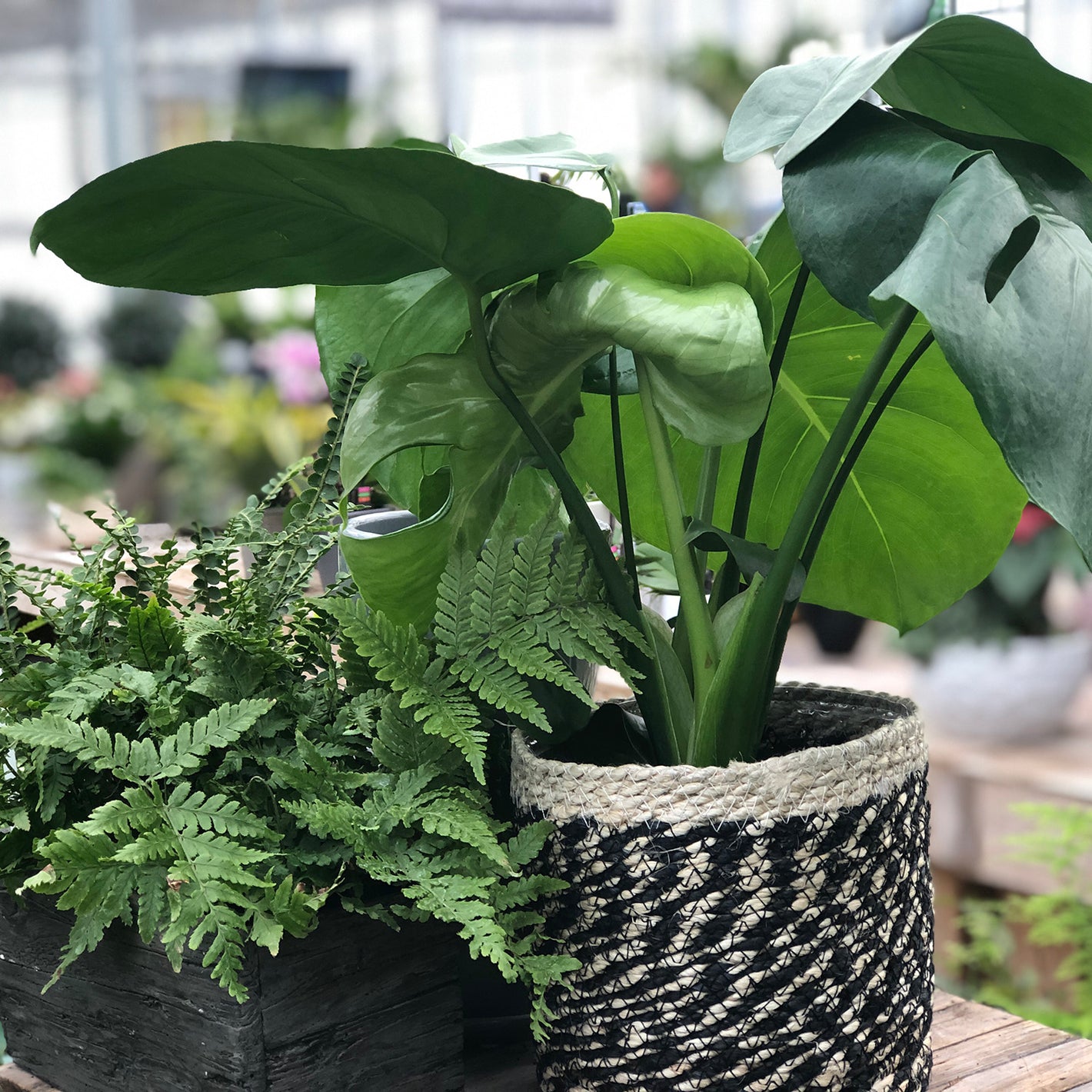 Connon Nurseries Inc – Connon Nurseries Inc.