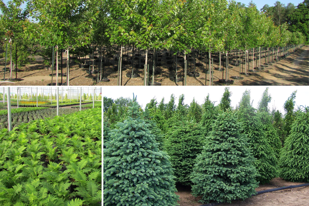 Connon Nurseries Inc – Connon Nurseries Inc.