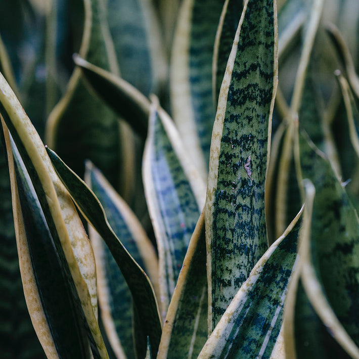 Connon Nurseries Inc – Connon Nurseries Inc.