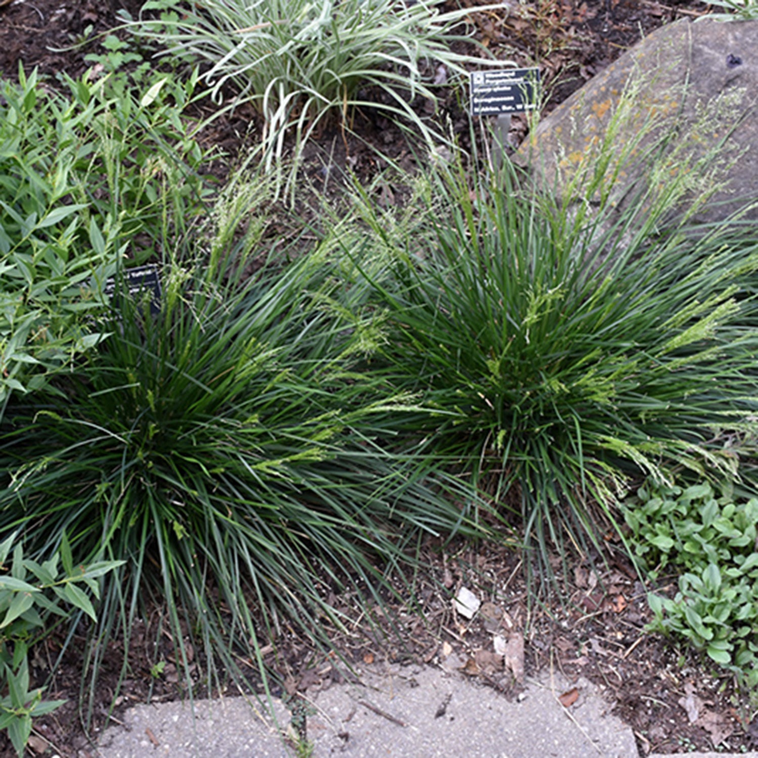 Ornamental Grasses – Connon Nurseries Inc.