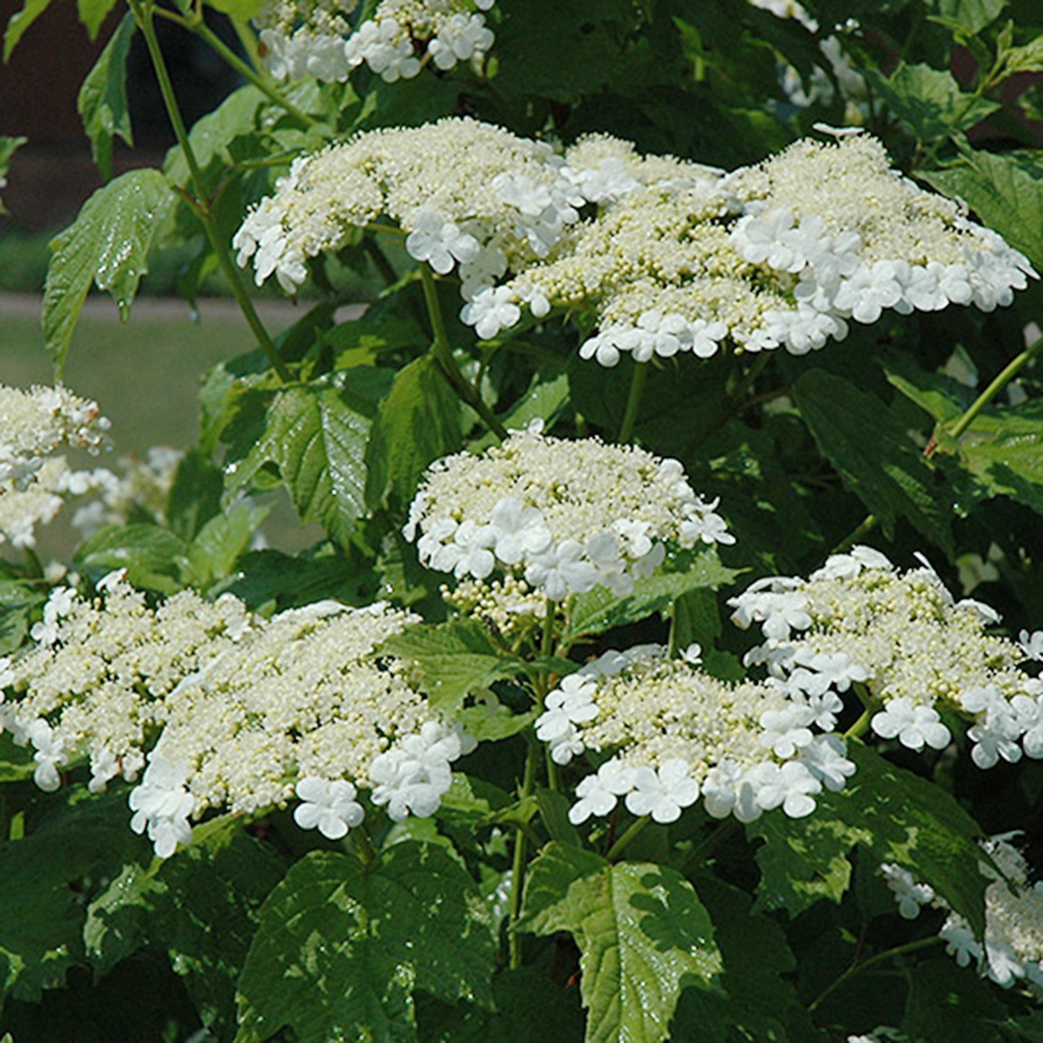 Viburnum Leaves Mohican Viburnum is a deciduous shrub that produces ...