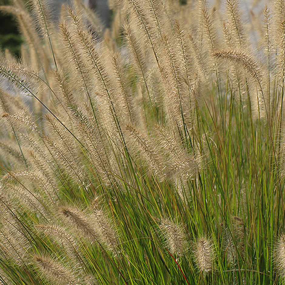 Ornamental Grasses – Connon Nurseries Inc.