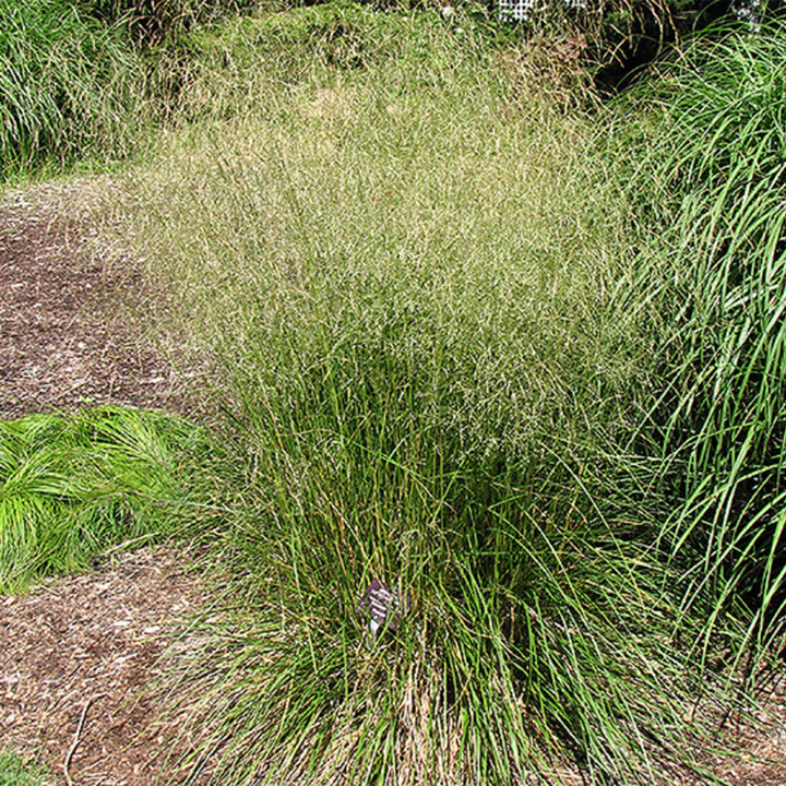 Ornamental Grasses – Connon Nurseries Inc.