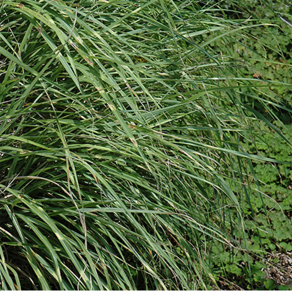 Ornamental Grasses – Connon Nurseries Inc.