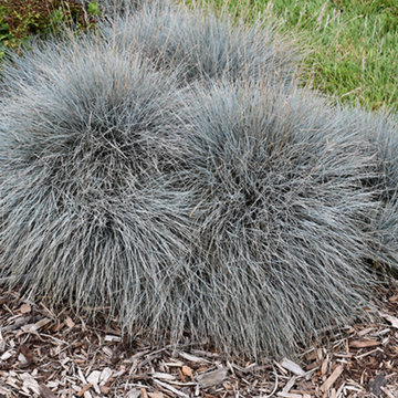 Ornamental Grasses – Connon Nurseries Inc.