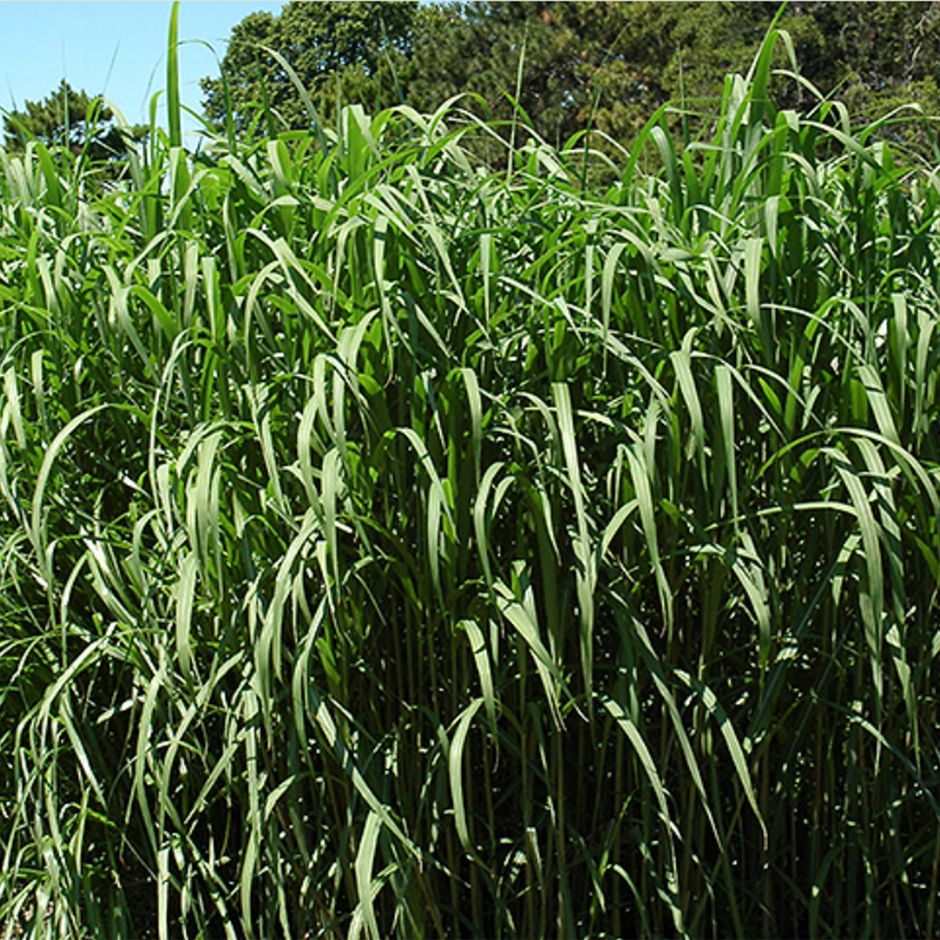 Ornamental Grasses – Connon Nurseries Inc.