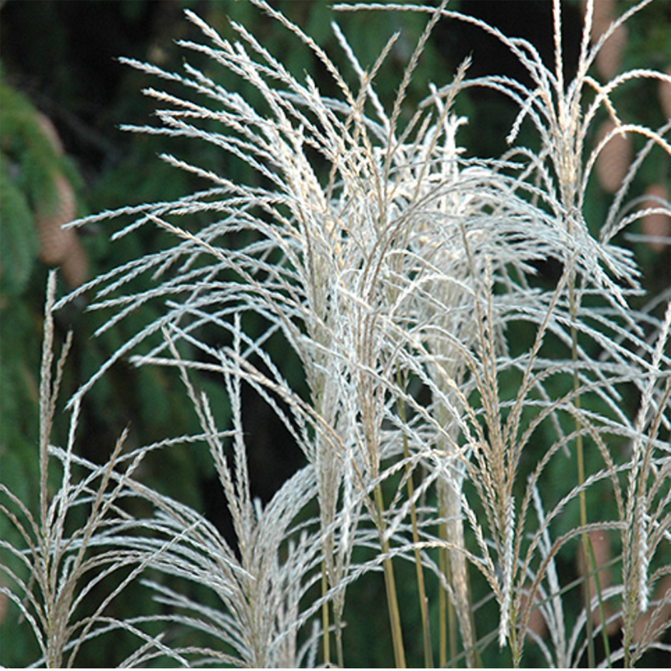 Ornamental Grasses – Connon Nurseries Inc.